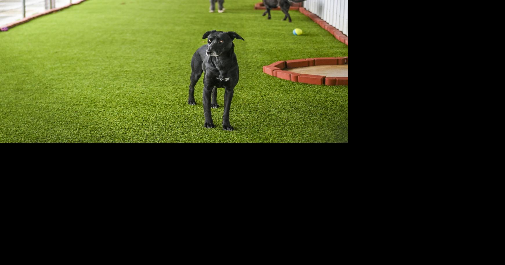 Morgan County Animal Shelter getting additional artificial turf, lean ...