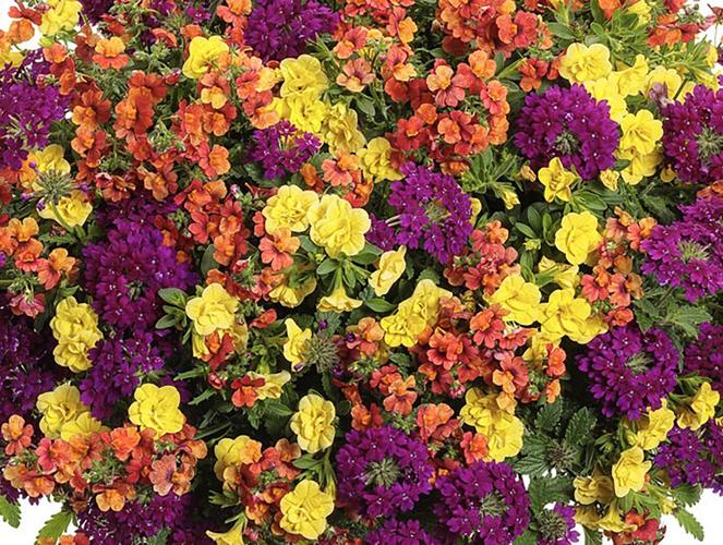 On Gardening: Superbena Royale Plum Wine acts like a crown jewel in ...