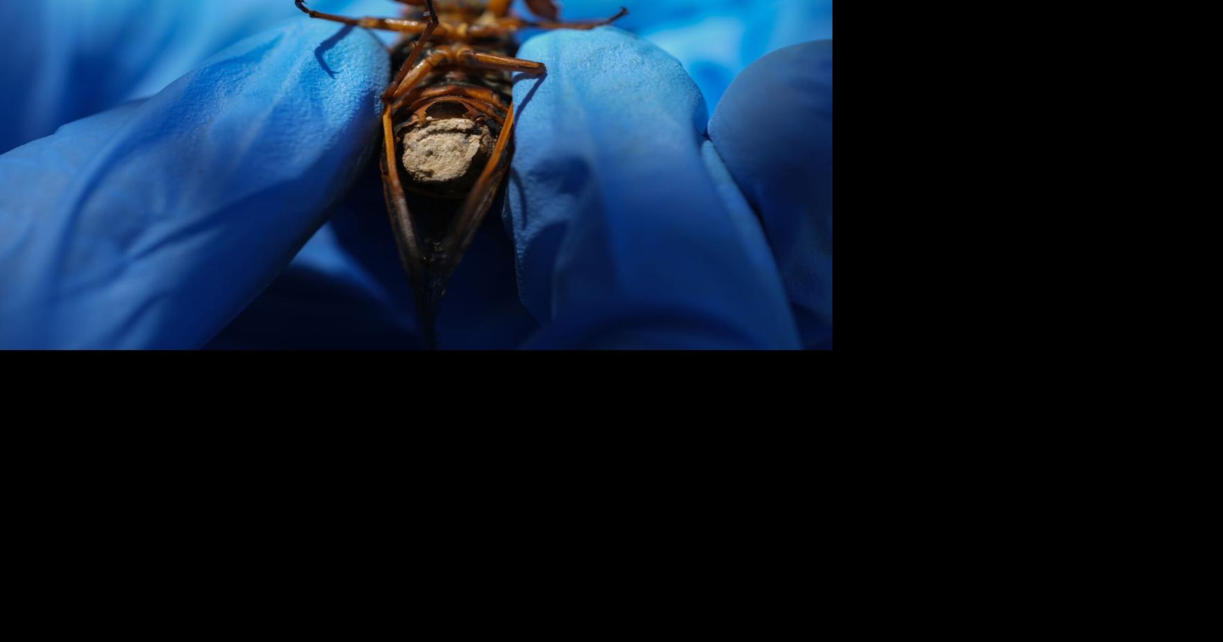 Collecting sex-crazed zombie cicadas on speed: Scientists track a bug ...