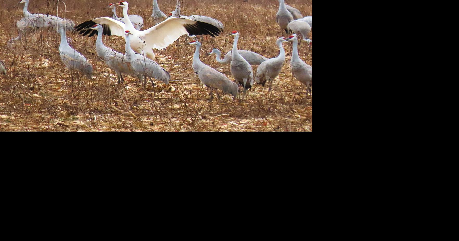 Cook Museum planning special day during Festival of the Cranes ...