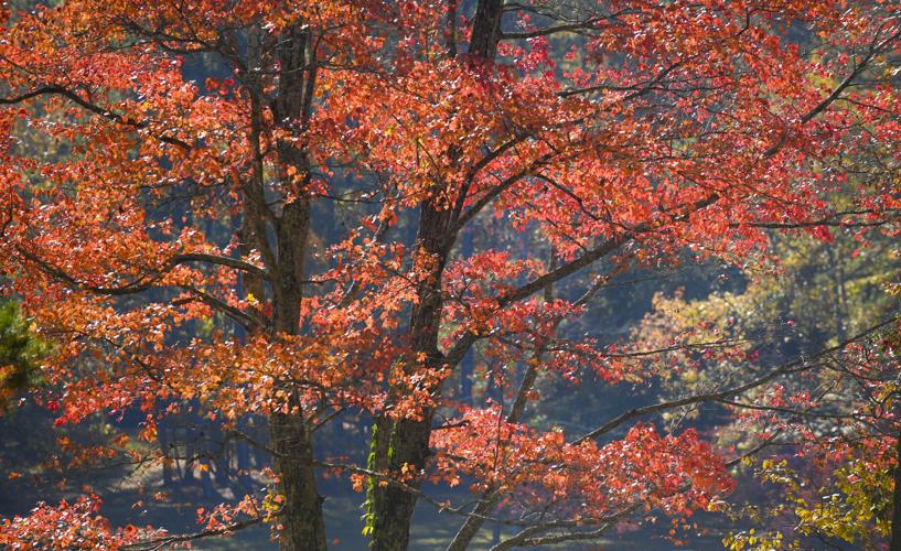 Fall in Love with Nature: Places to see the colors of the season in ...