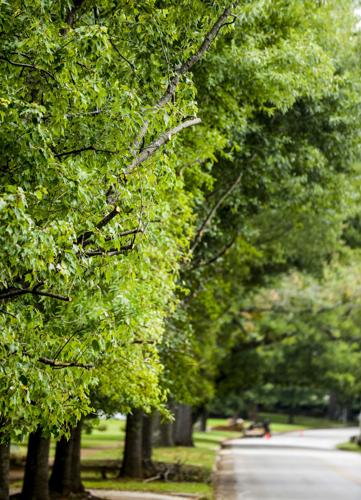 Trees vs. traffic: Experts say pruning can be aesthetically pleasing in ...
