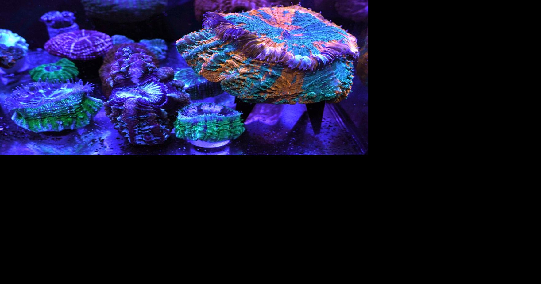 Coral reefs provide stunning images of a world under assault | National ...