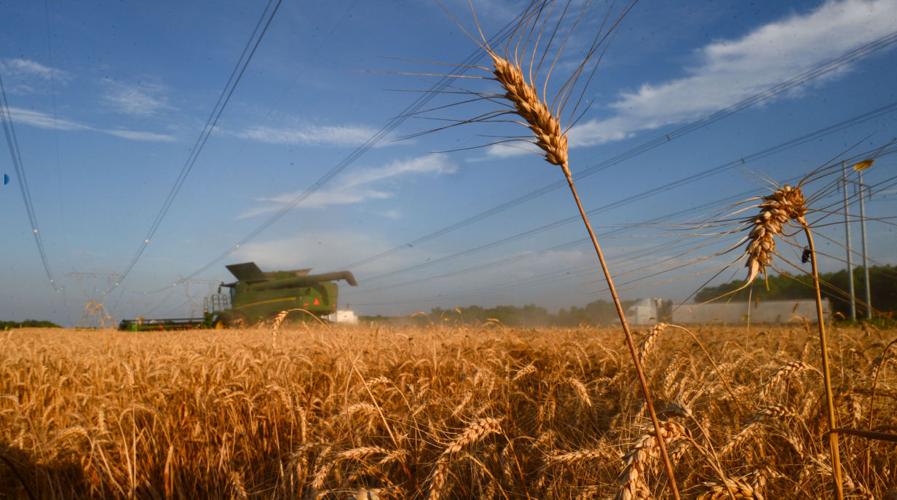 Bridgeforth Farms has fourth and fifth generation family members ...