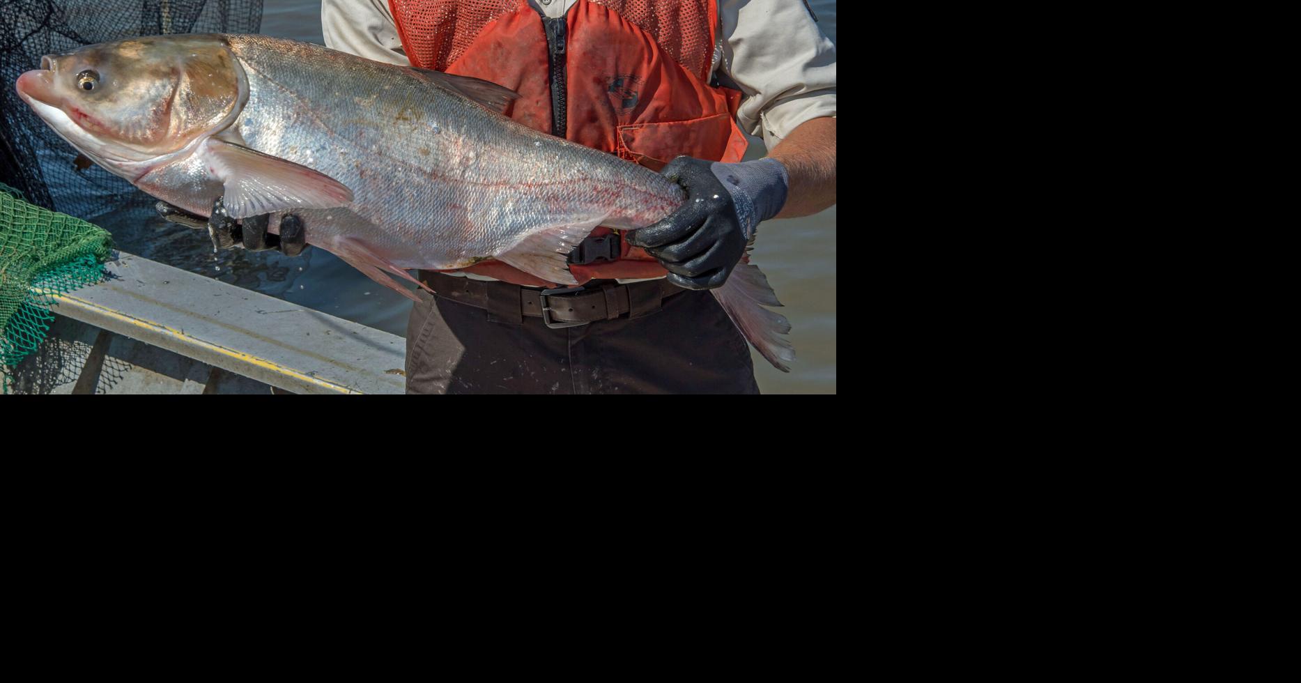 Officials warn of invasive carp in Tennessee River | Local News ...