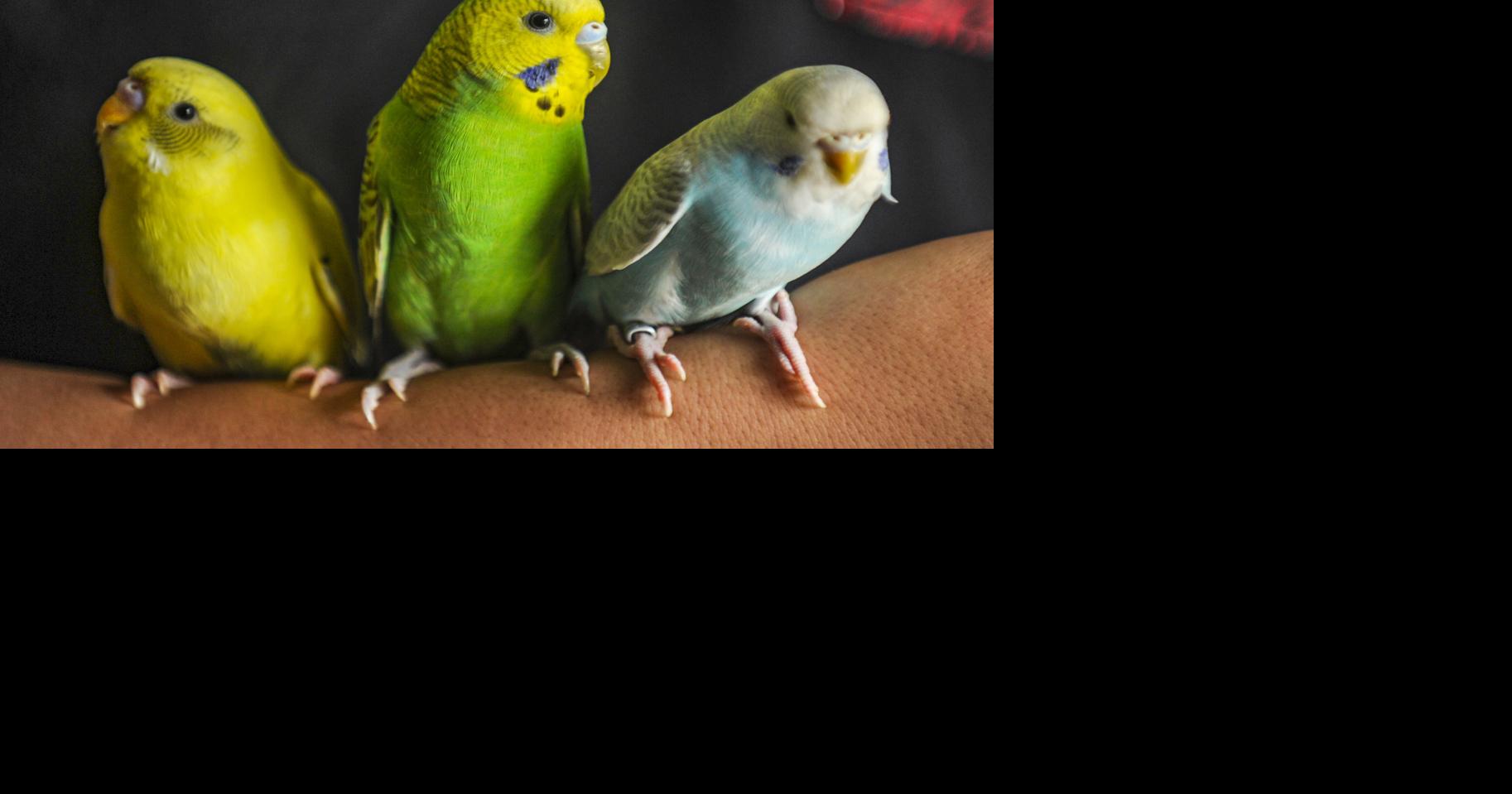 Mystery of the lost parakeet: Bird flies away but is miraculously found ...