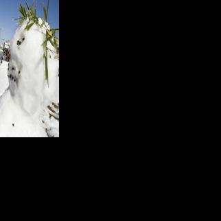 Area Snow | News | decaturdaily.com