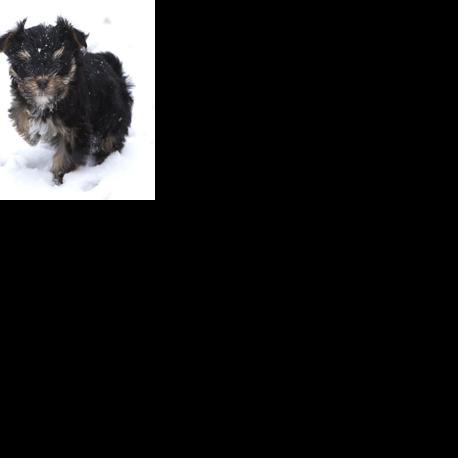 Snow, ice strike Alabama | News | decaturdaily.com