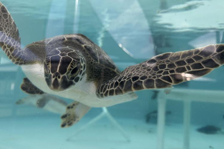 Sea turtles return to the Atlantic Ocean off Florida after being ...