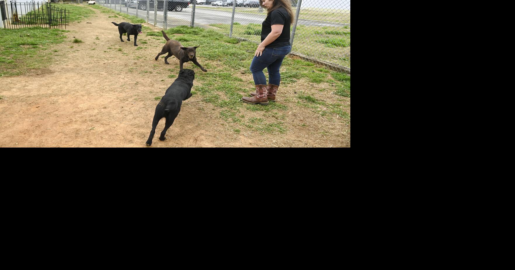 Morgan County Animal Shelter to get improvements to exterior dog run ...