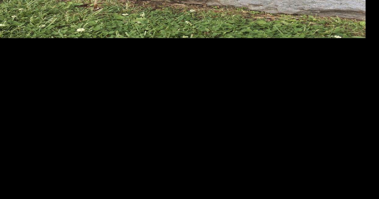 NAACP members oppose Confederate flag on courthouse lawn | News ...