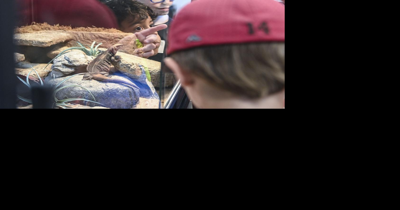Campers learn about reptiles and amphibians in person and by microscope ...