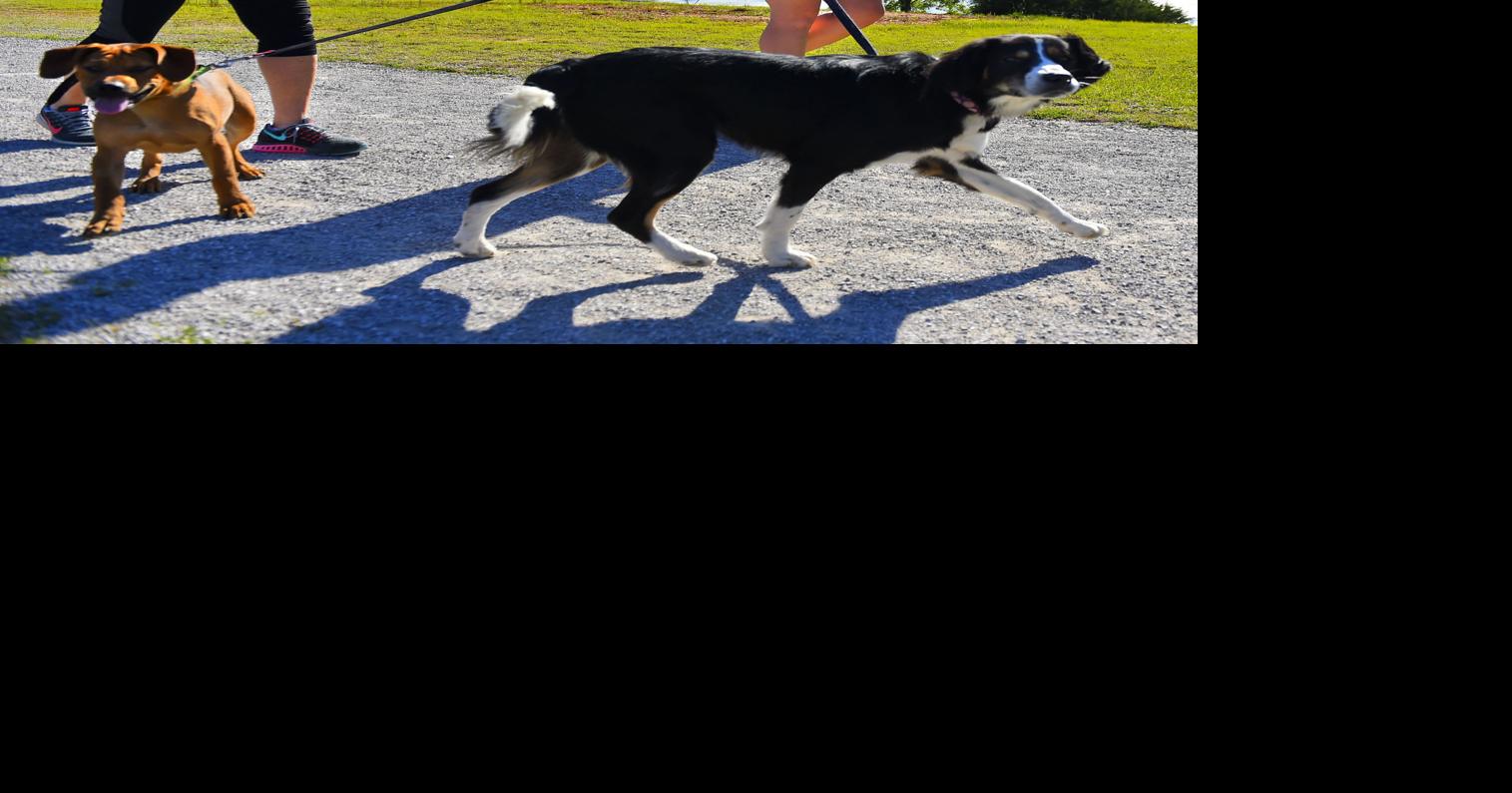 Private committee wants to build dog park at Wilson Morgan | Decatur ...