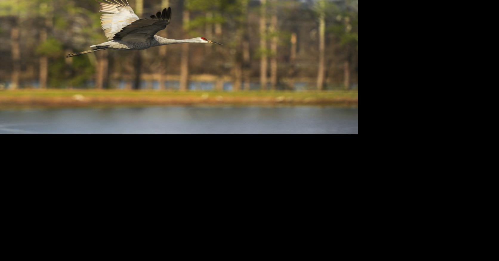Craniac Attack: Birders flock to Wheeler's Festival of the Cranes to ...