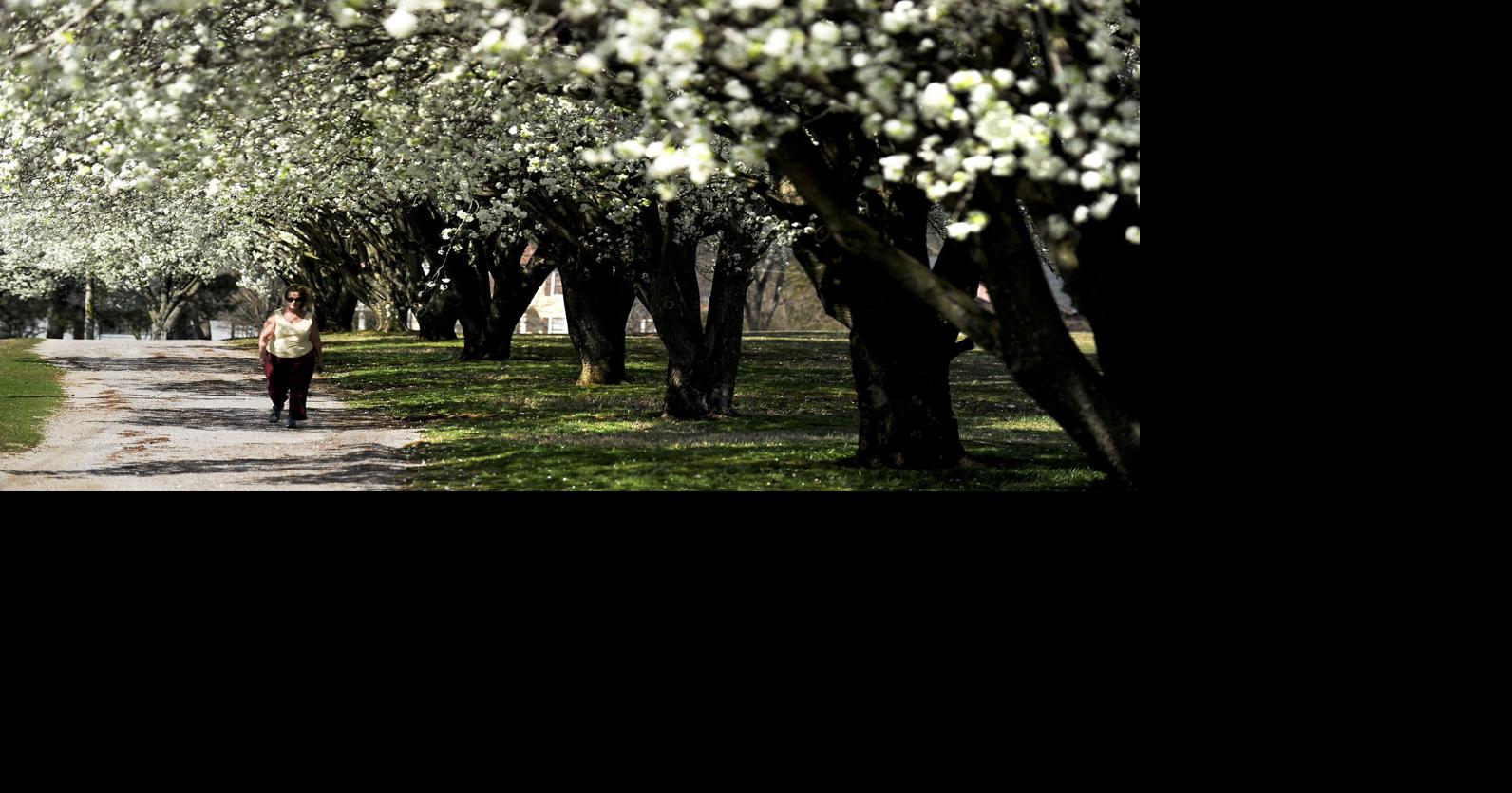 Officials seek ideas on Delano Park improvements | Decatur ...