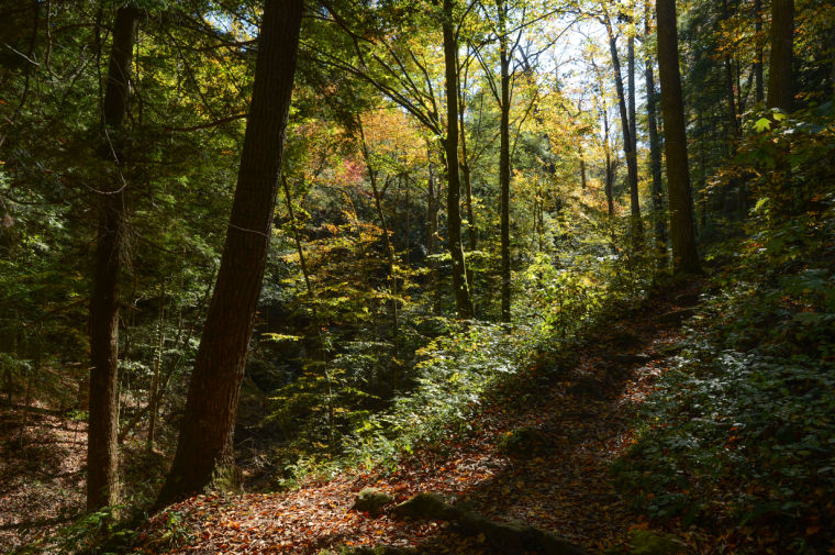 On The Sipsey Wilderness Trail | News | decaturdaily.com