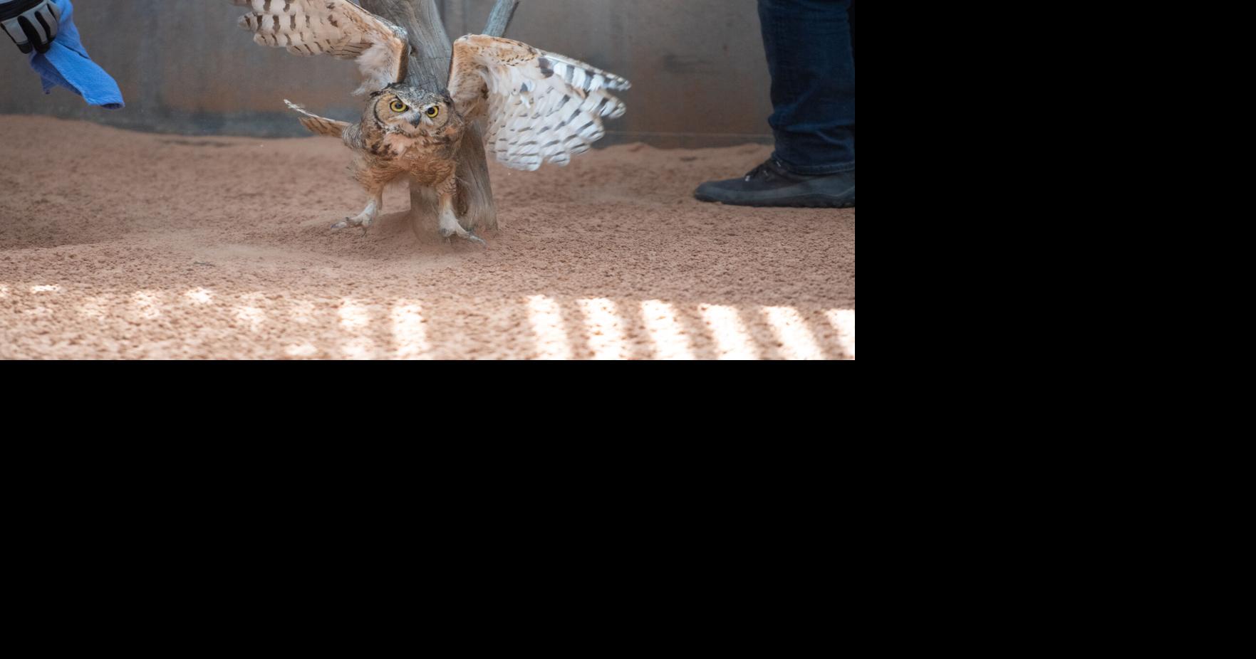 Owl found stuck in a concrete mixer is on the mend and flying free ...