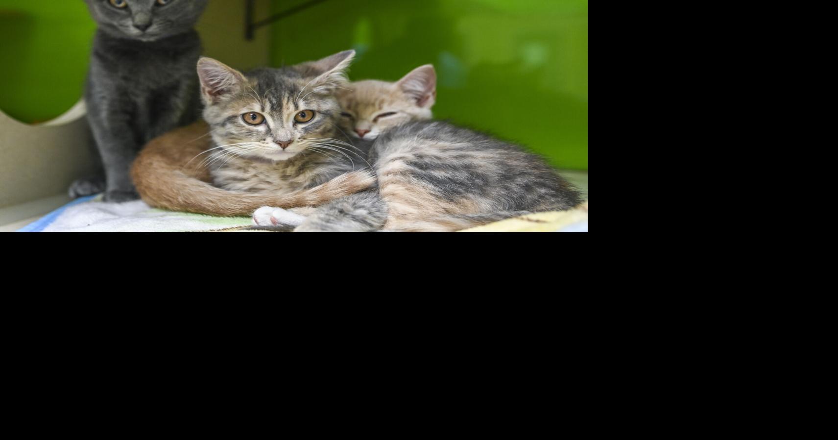 Local animal shelters say spaying/neutering will cut down on euthanasia ...
