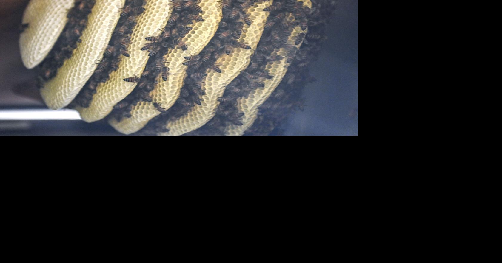 Buzzing over bees: Humble honeybee's contributions to be explored by ...