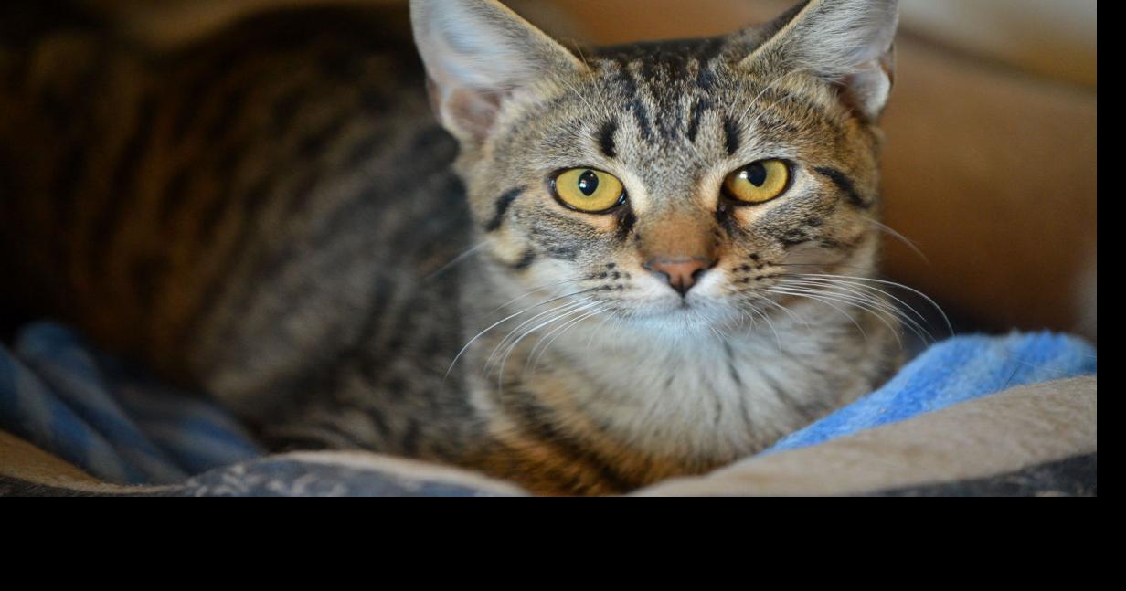 Waffle House cat gets second of nine chances at life | Limestone County ...