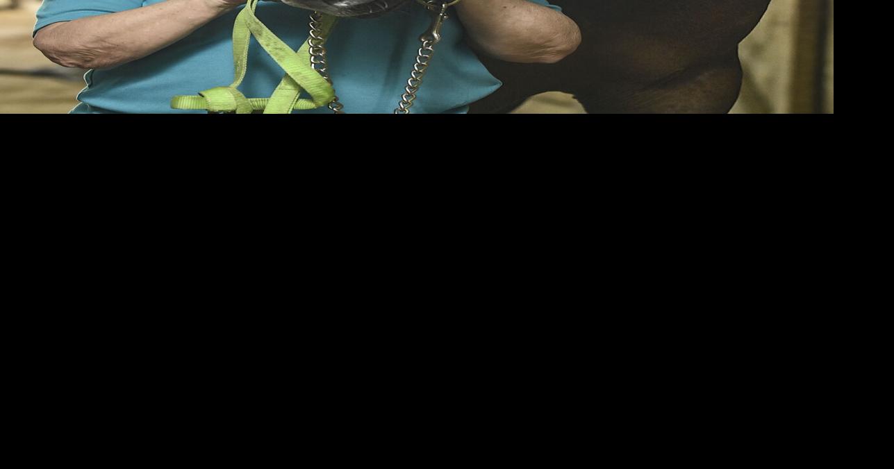 Joyce Webster | News | decaturdaily.com