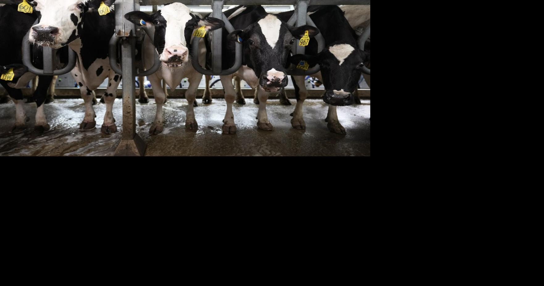 Scientists are testing mRNA vaccines to protect cows and people against ...
