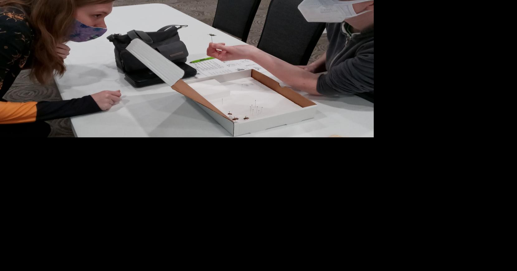 Catching a bug: Cook Museum workshop teaches hobbyists how to collect ...