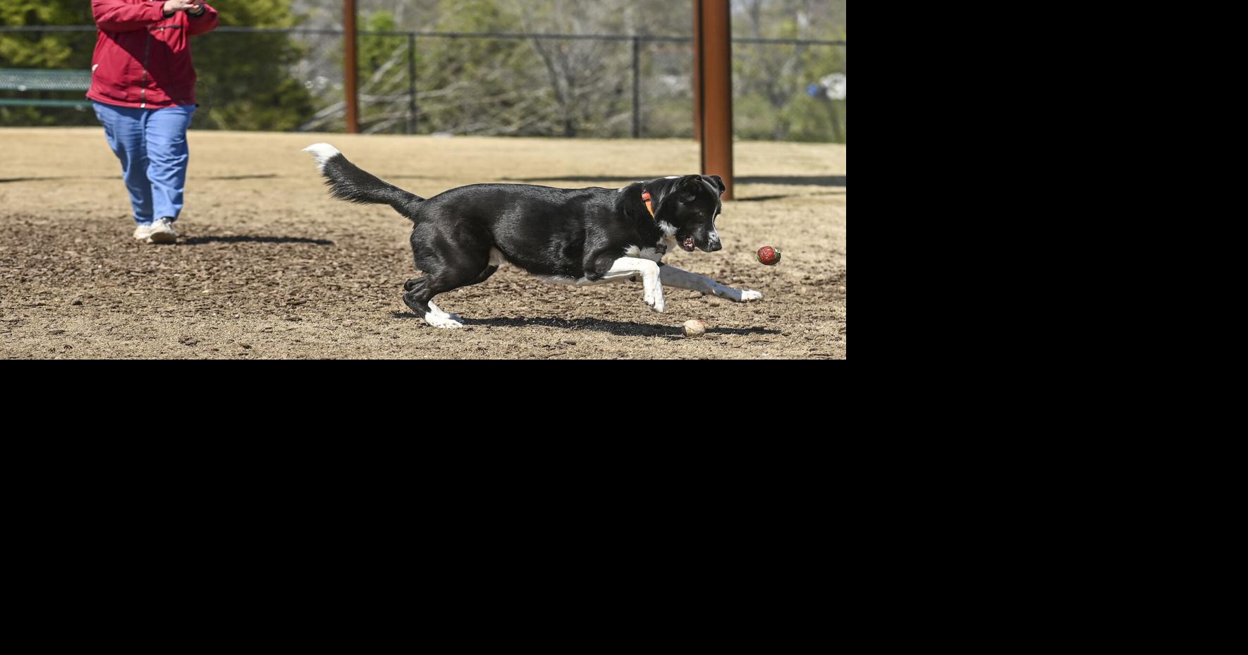 For dogs, Easter party is April 13 at Wilson Morgan dog park | Decatur ...