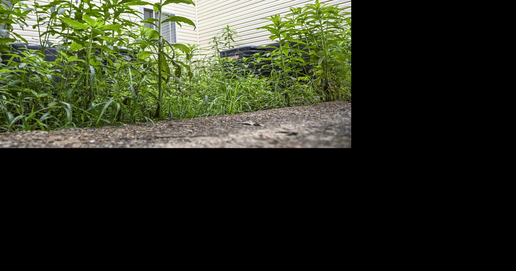 Residents of Bonnie Doone Apartments in Athens cite major problems ...