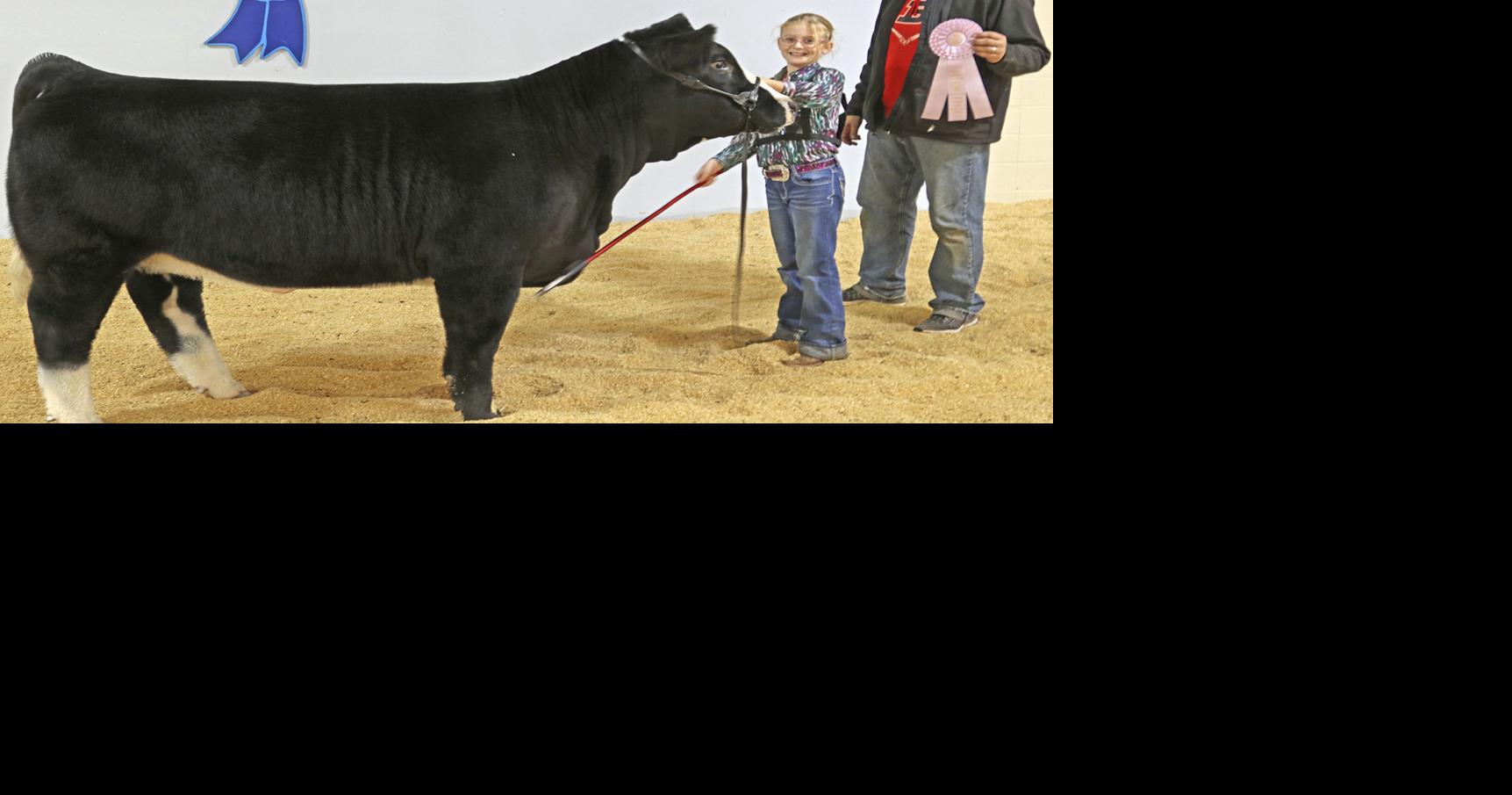 Morgan County's Childers has prize heifer | Morgan County ...