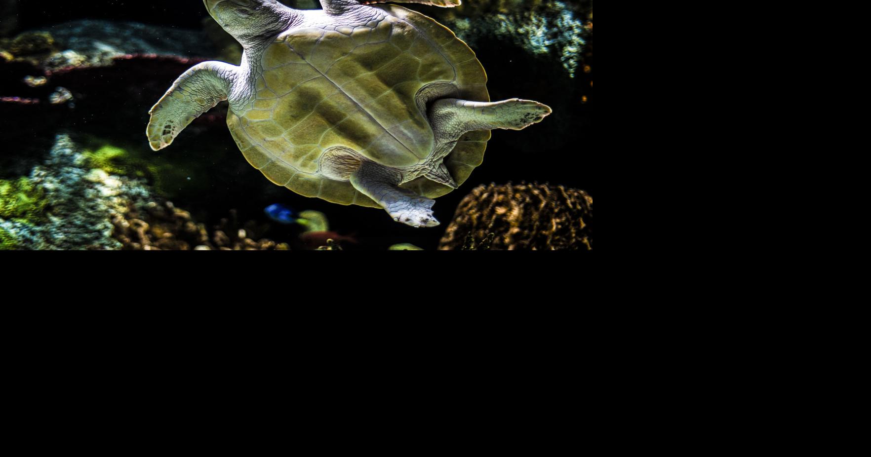 Meet Kale: Cook Museum welcomes endangered sea turtle | Entertainment ...