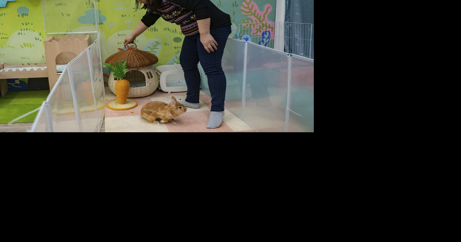 Hong Kong pet rabbits enjoy bunny resort while owners away | Living ...