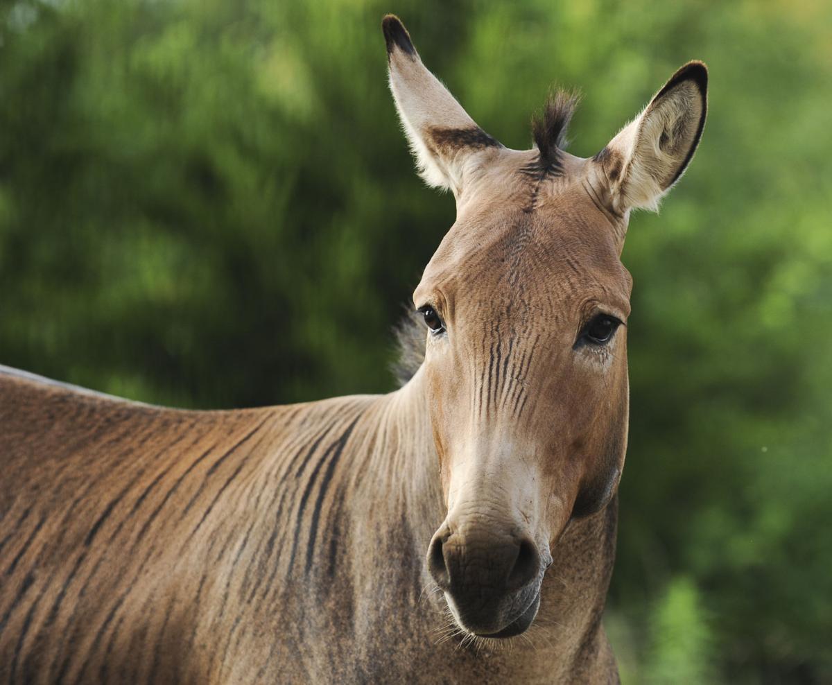 The Zedonk | News | decaturdaily.com