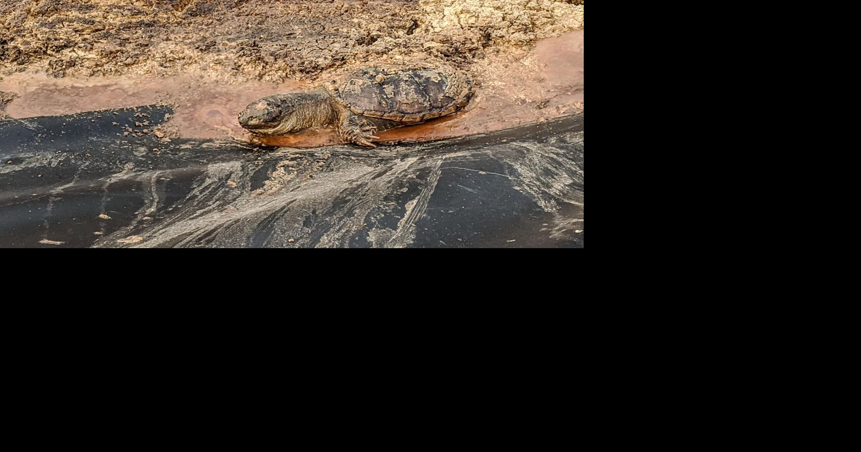 Environmentalists: Proposed rules on land-applied chicken sludge don't ...