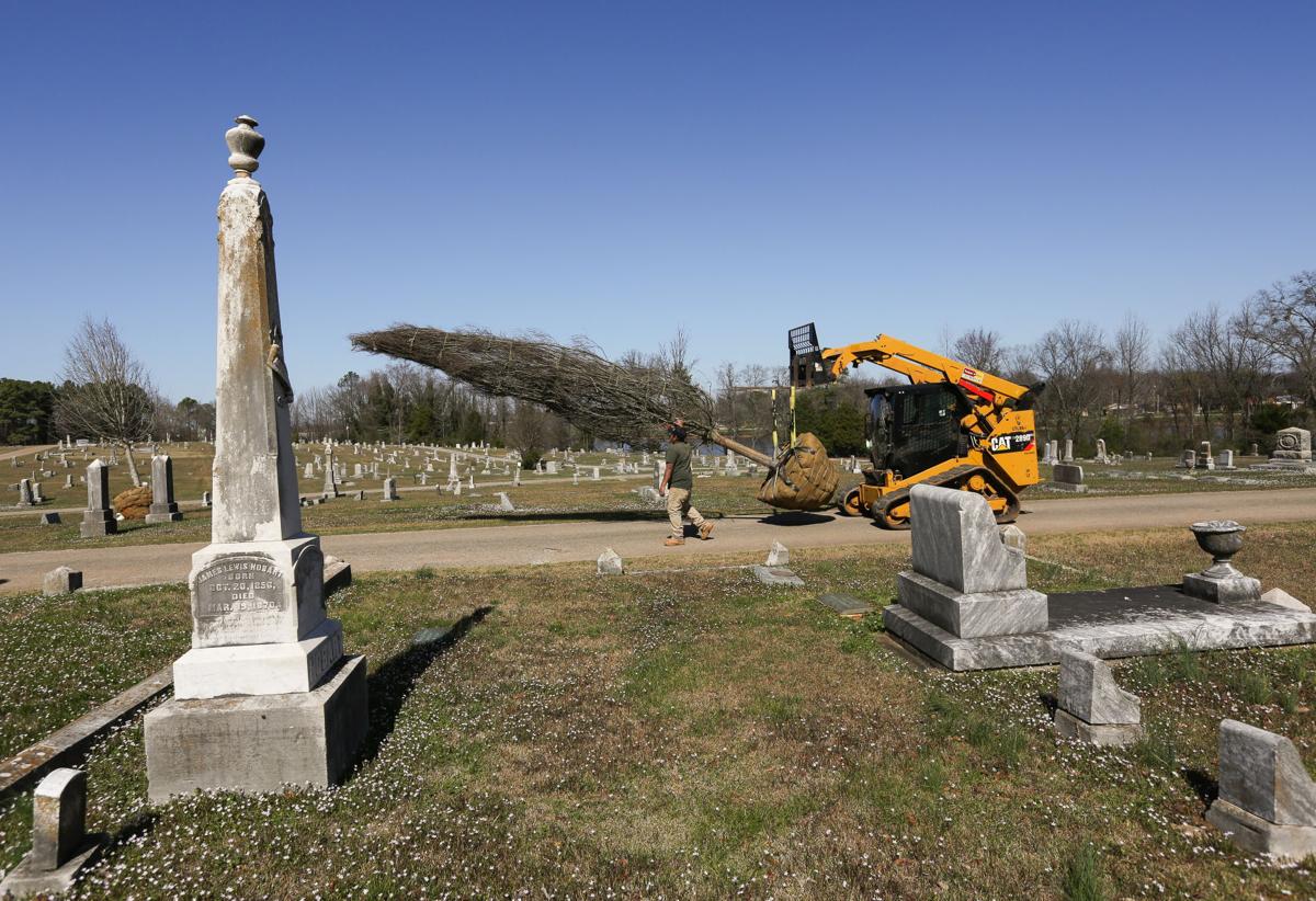 "Legacy" Trees Planted at Decatur City Cemetery | Gallery ...