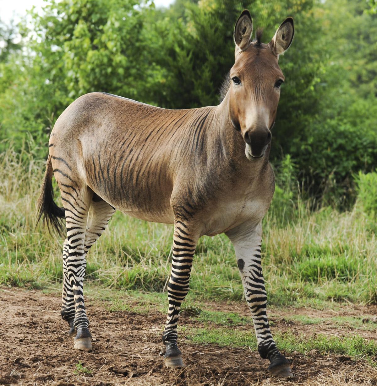 The Zedonk | News | decaturdaily.com