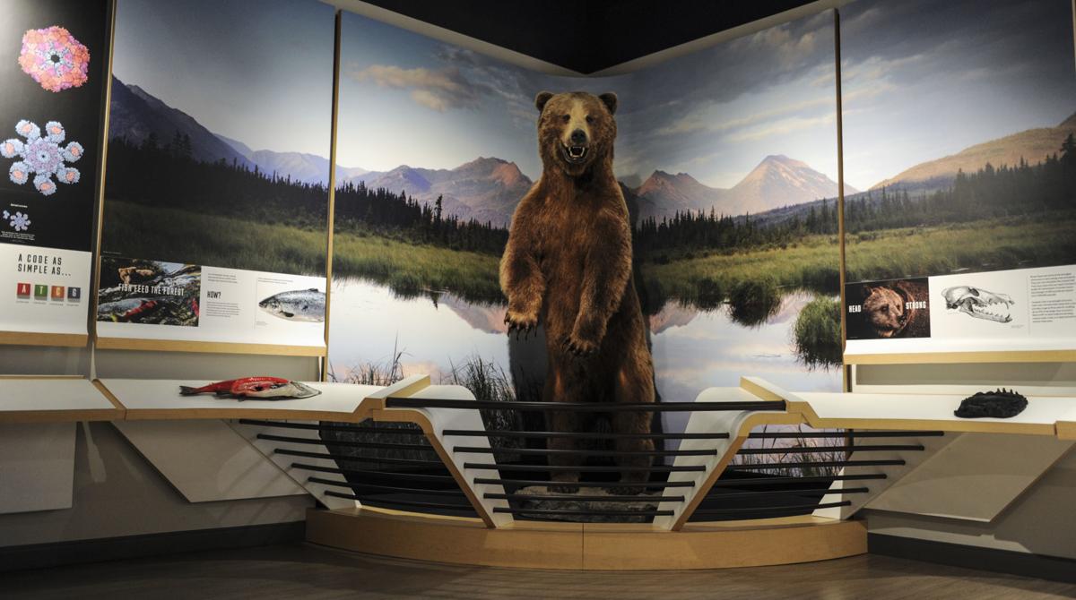 A Peek into the Cook Museum of Natural Science | News | decaturdaily.com