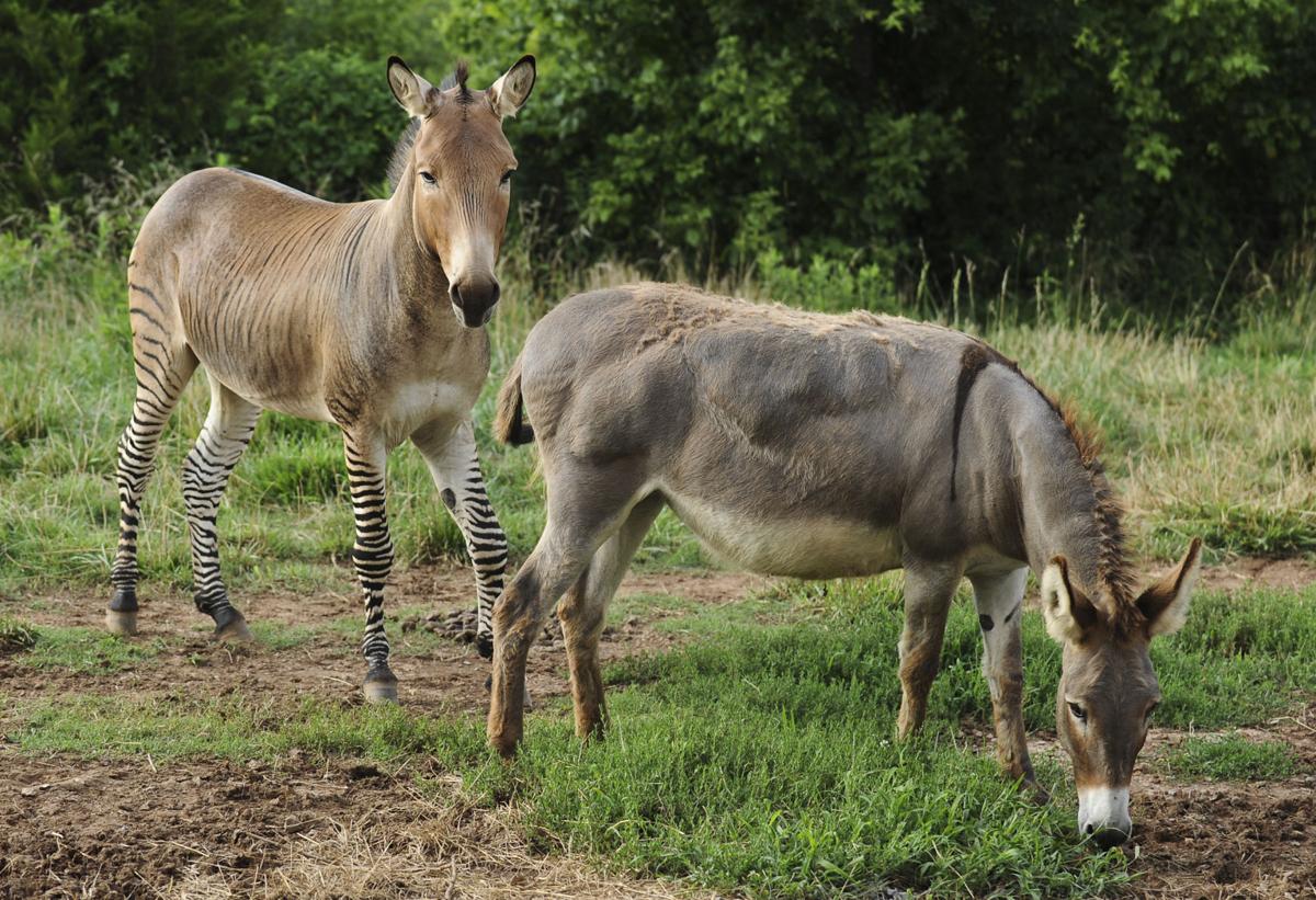 The Zedonk | News | decaturdaily.com