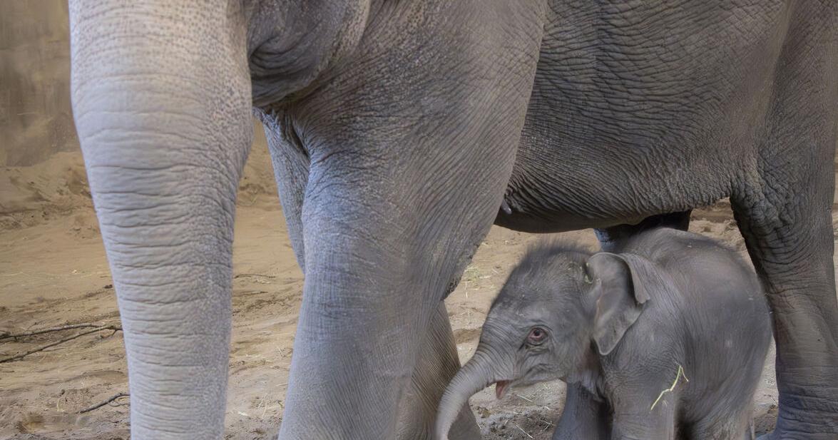 The Oregon Zoo welcomes a new baby elephant | Pet Tales | decaturdaily.com