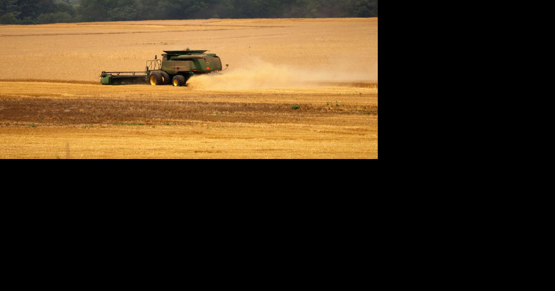 Local wheat crop producing average yields, good quality | Local News ...