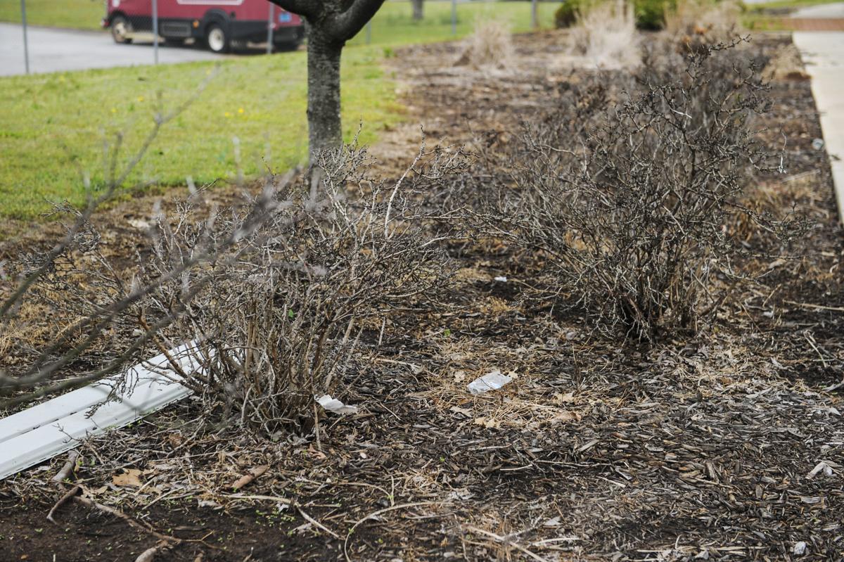 NARCOG shifts to low-maintenance landscaping on Second Avenue property ...