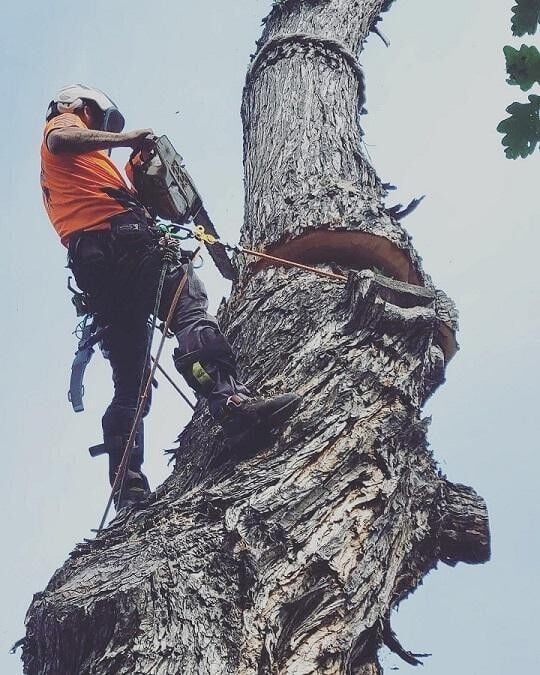Arbor Safe Tree Service Redesigns Website to Better Serve Nampa ...