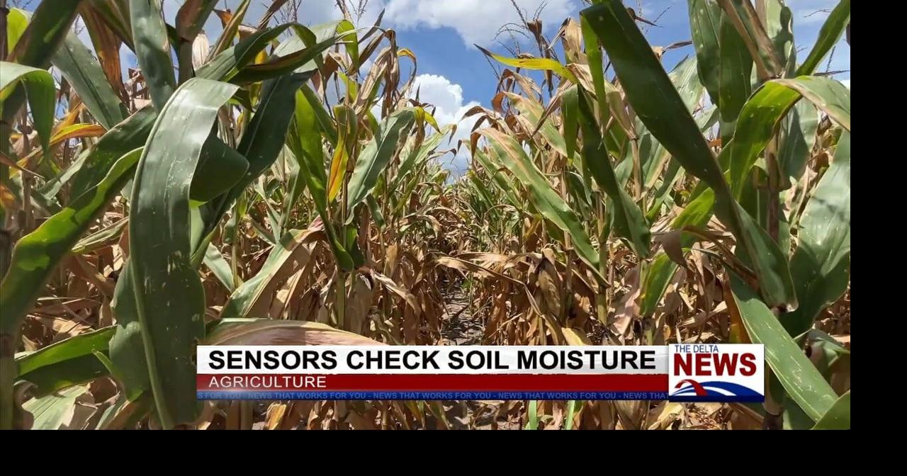 Soil Moisture Sensors Gaining Popularity | News | deltanews.tv