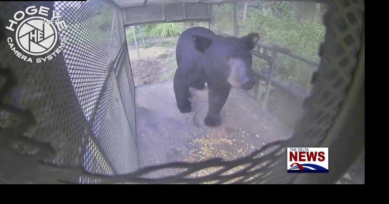 Things You Need to Know About Black Bears in Mississippi | News ...