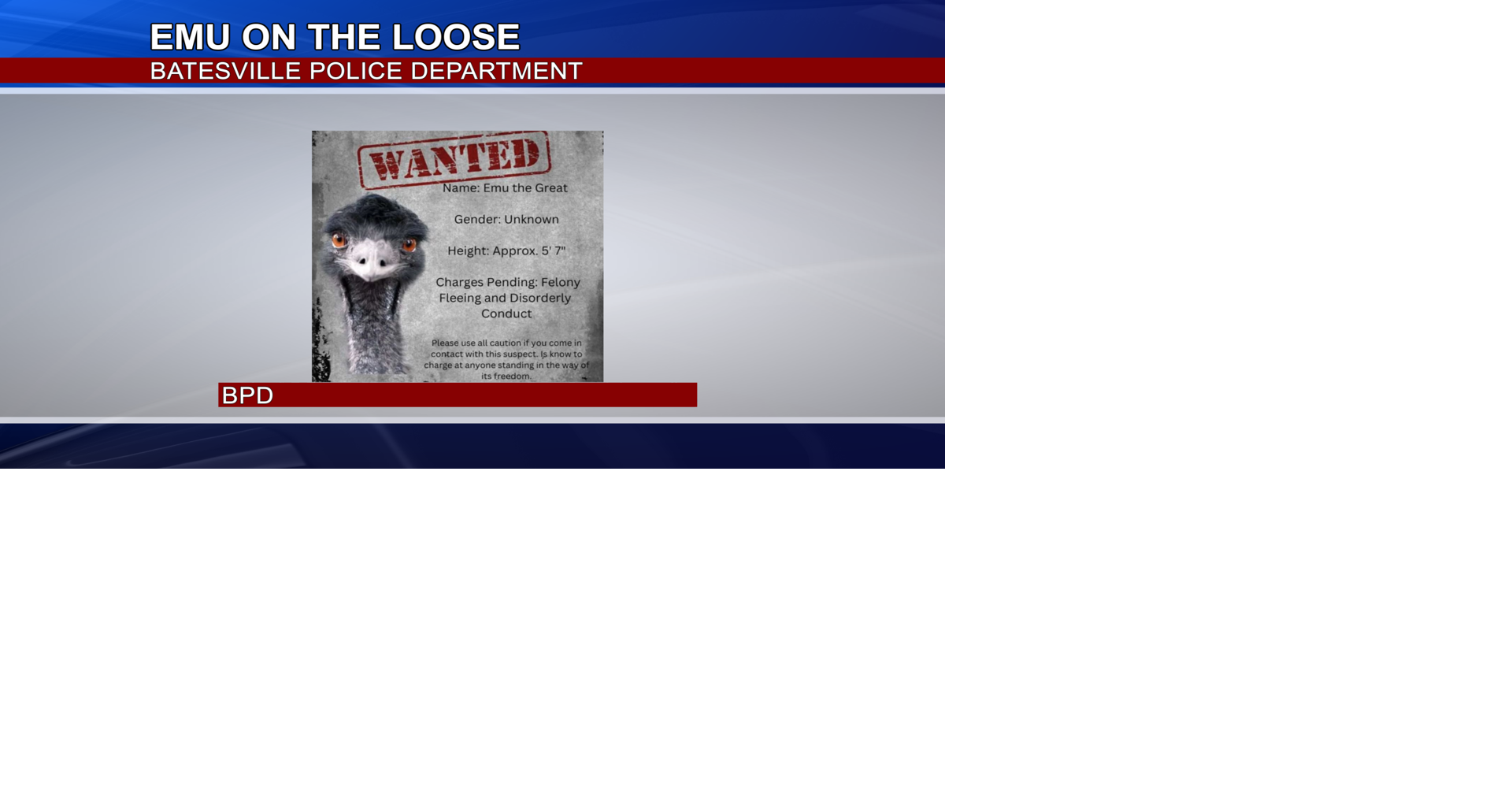 Emu on the Loose | Crime | deltanews.tv