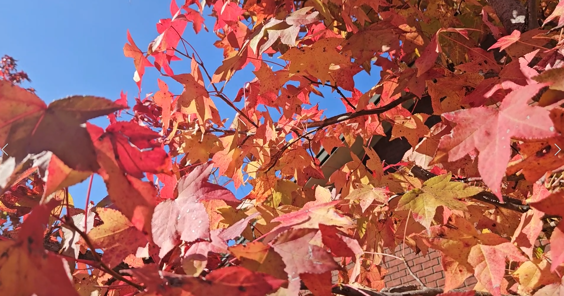 Fall Foliage: Why Do Leaves Change Colors? | Weather | deltanews.tv