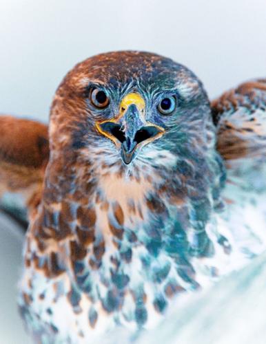 Buzzard ‘lucky to be alive’ after being splatted by vehicle | National ...
