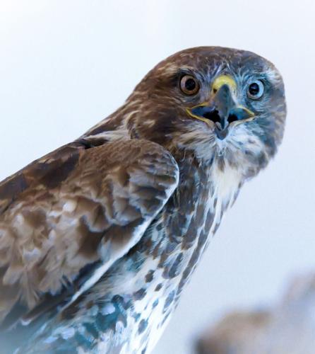 Buzzard ‘lucky to be alive’ after being splatted by vehicle | National ...