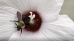 National Pollinator Week Highlights How Small Gardens Can Make a Big ...