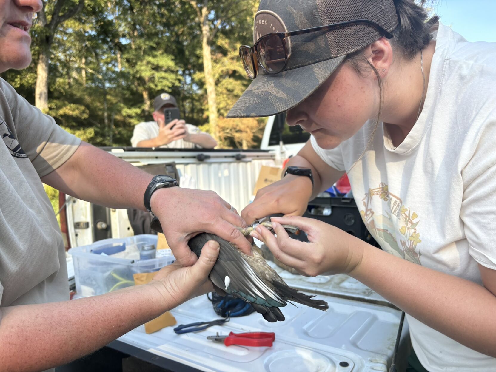 Bird Banding Research in the Mississippi Delta Sheds Light on Habitat ...